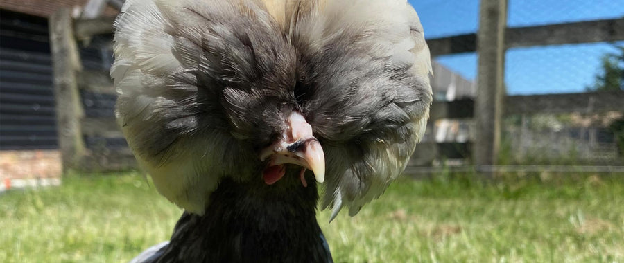 Pure Breeds – Hens on Oxney