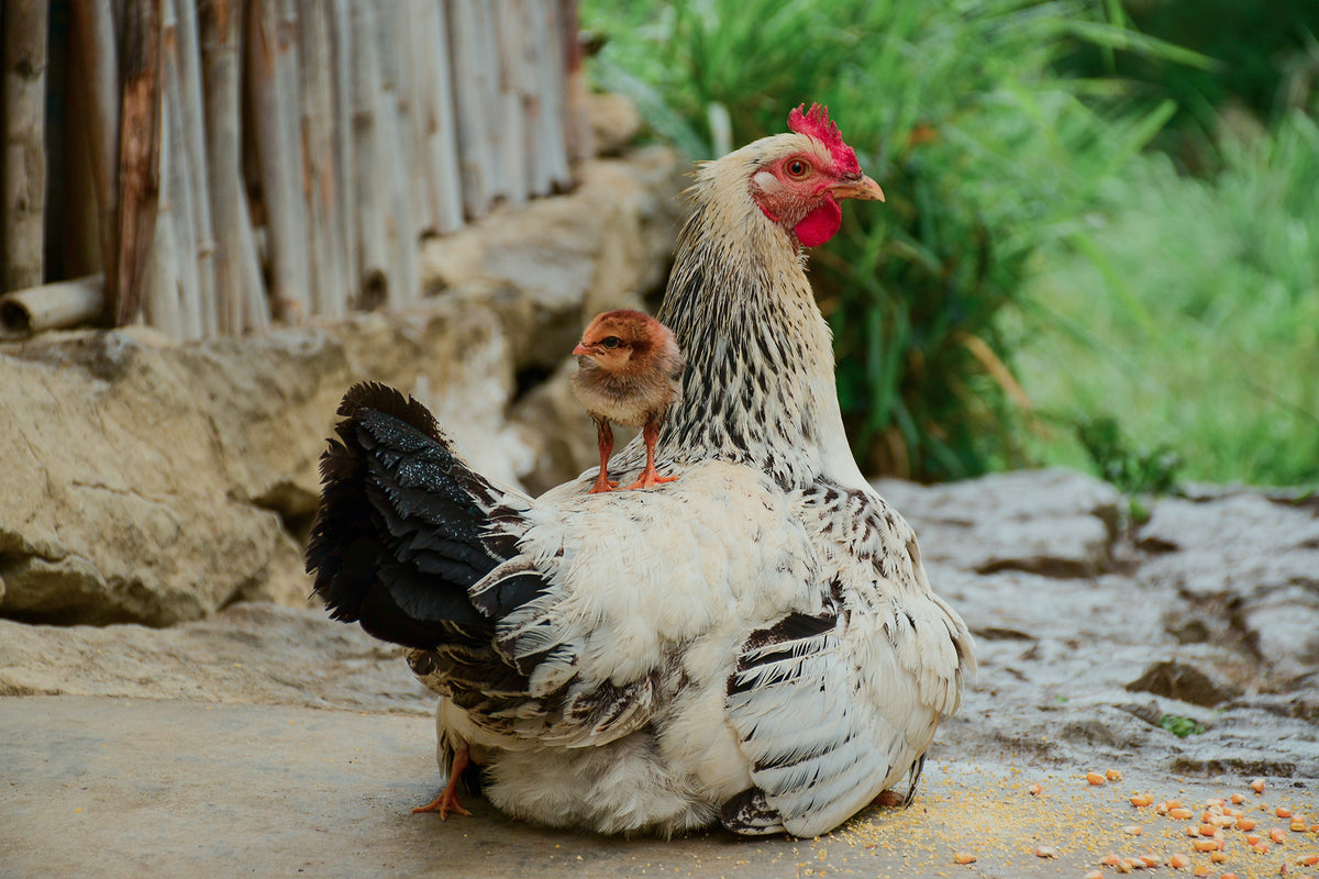 Hens on Oxney
