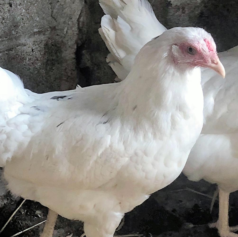 Devon Blue – Hens on Oxney