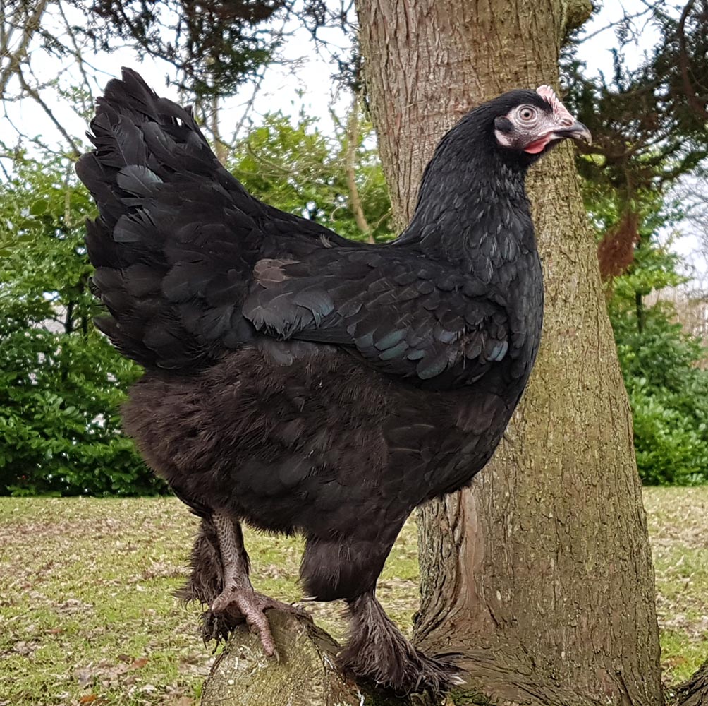 Devon Bronze – Hens on Oxney