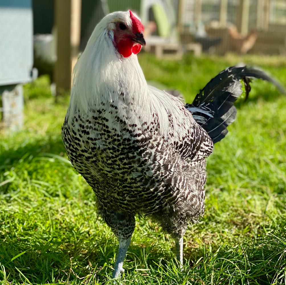 Silver Deathlayer (Westfälische Totleger) – Hens on Oxney