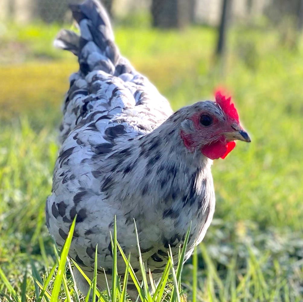 Silverudds Blå – Hens on Oxney