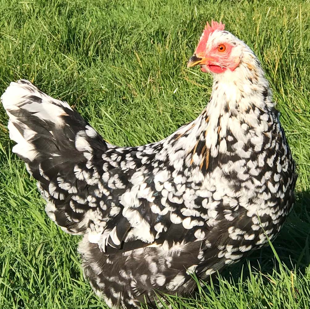 Swedish Flower Hen – Hens on Oxney